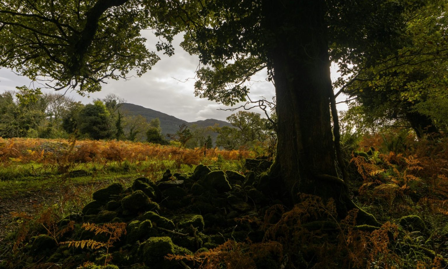 Gold Medal for Sneem – Sneem